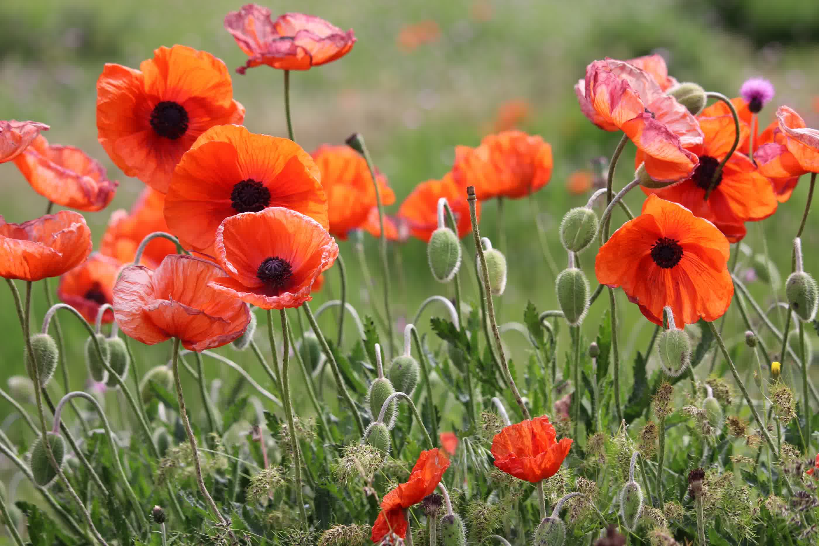 How to grow and care for poppies | TheHappierGarden