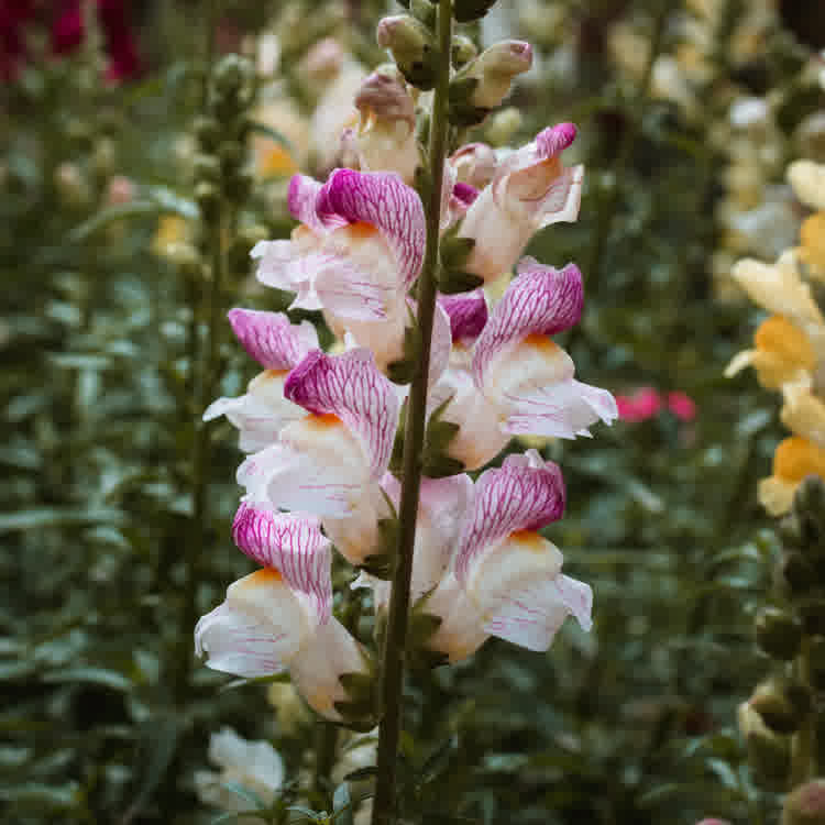 Annual Flowering Plants: Definition and My Top 10+ Picks